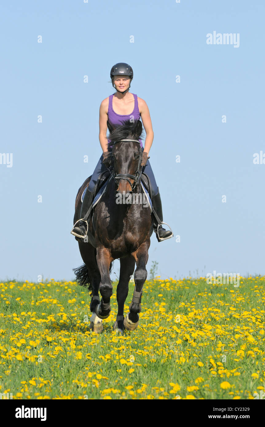 Rider on back of an Oldenburg breed horse galloping in a flower meadow ...