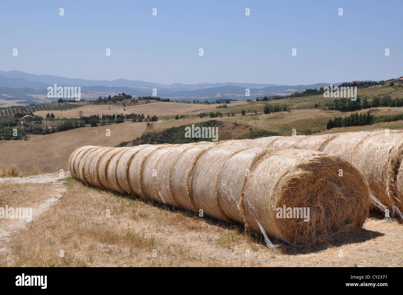 Rolled straw after the harvest Stock Photo - Alamy