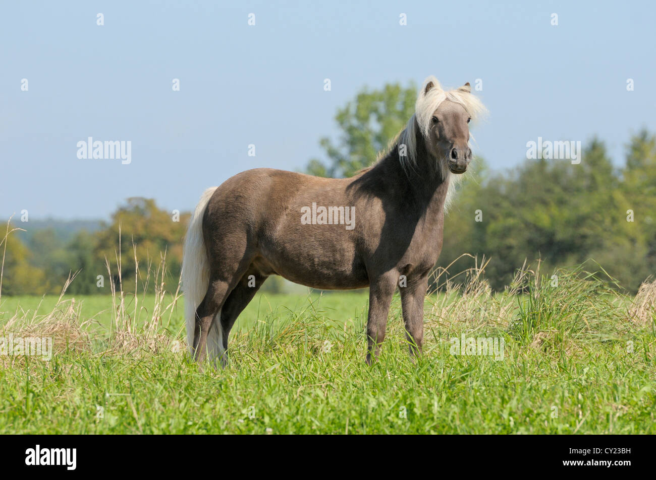Classic pony hi-res stock photography and images - Alamy