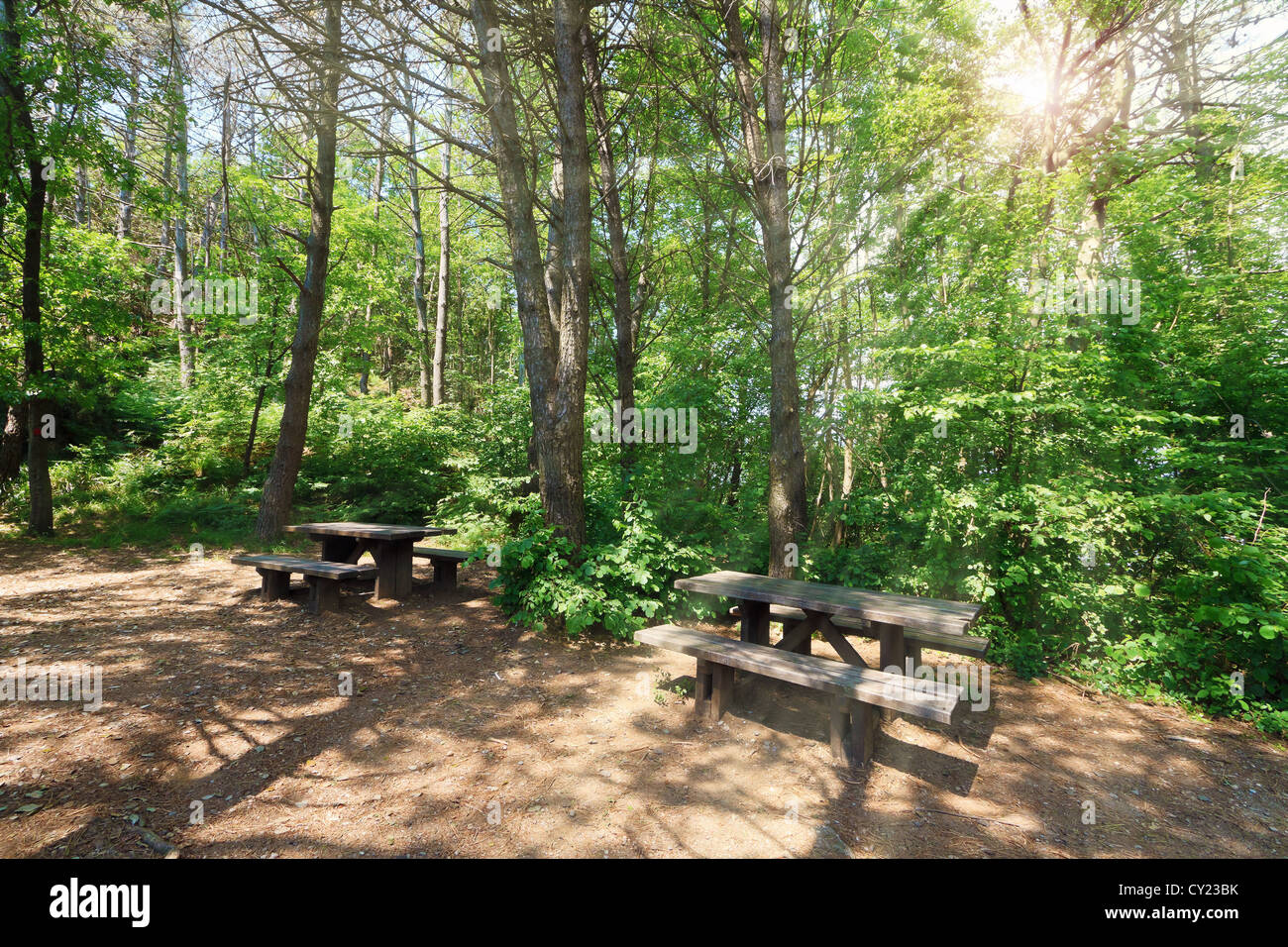 pathway with benches in the forest with sunlight Stock Photo - Alamy