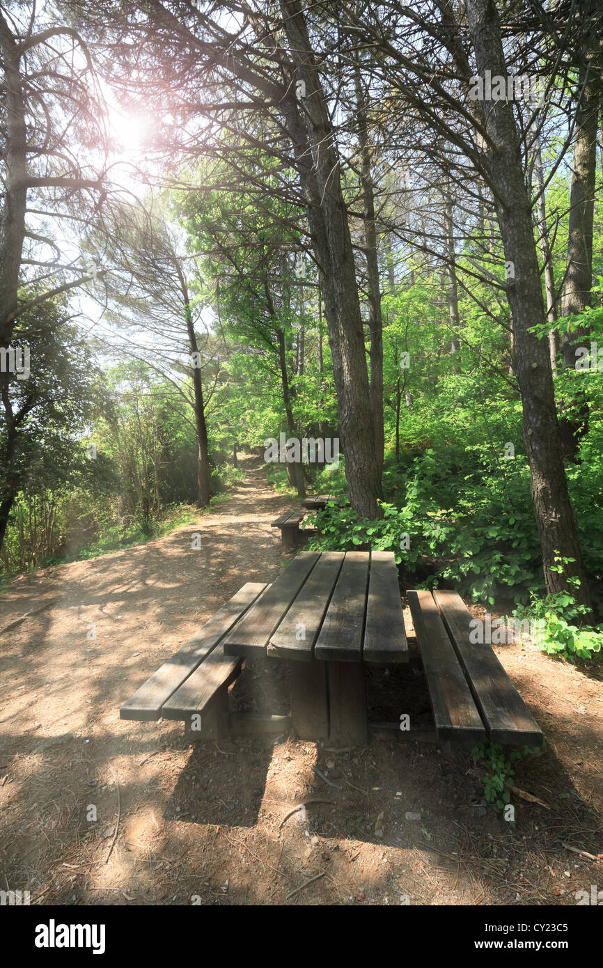 pathway with bench in the forest with sunlight Stock Photo - Alamy