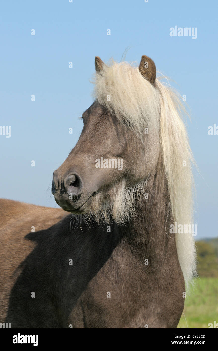 Classic Pony High Resolution Stock Photography and Images - Alamy