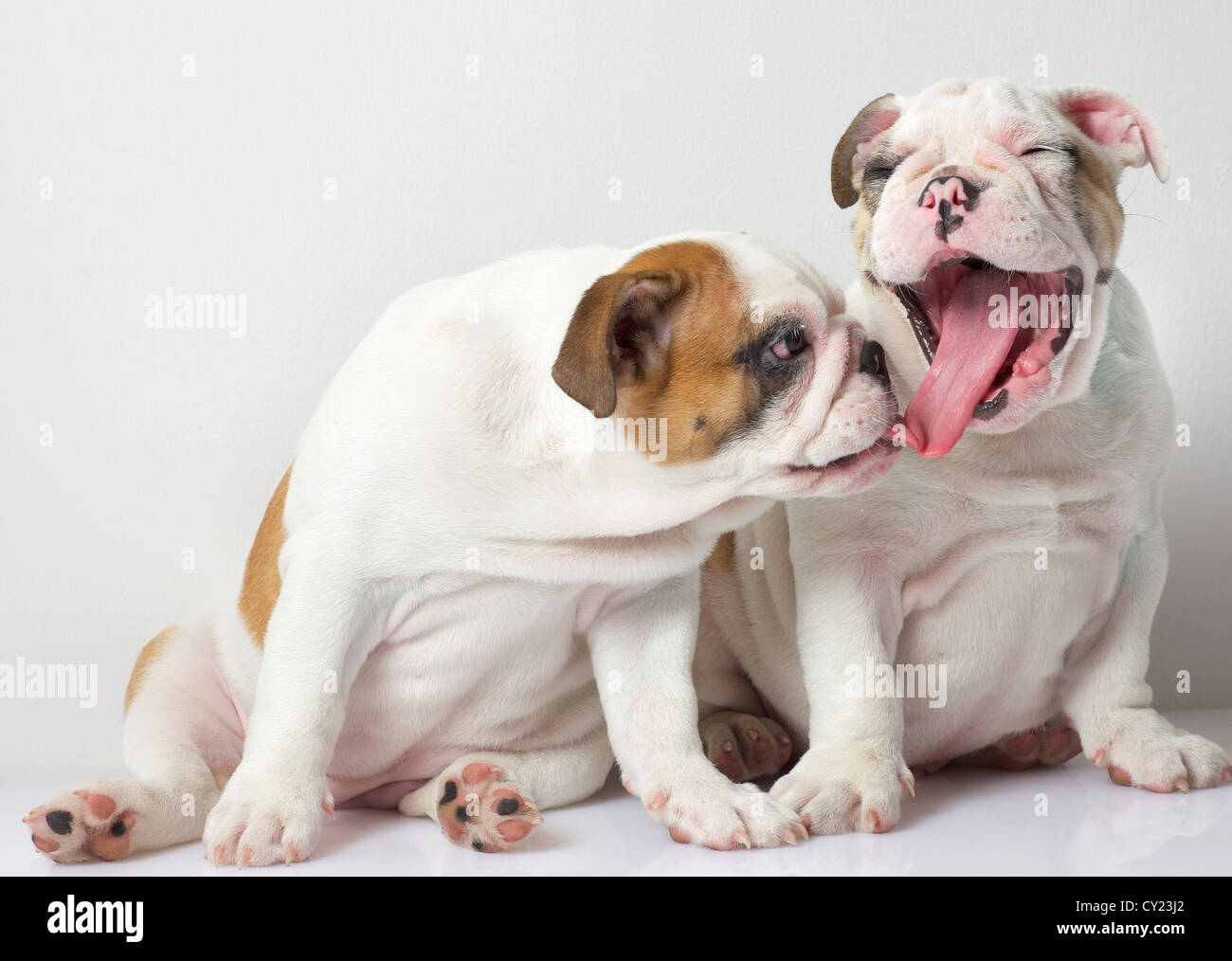 Two English Bulldog Puppies Stock Photo - Alamy