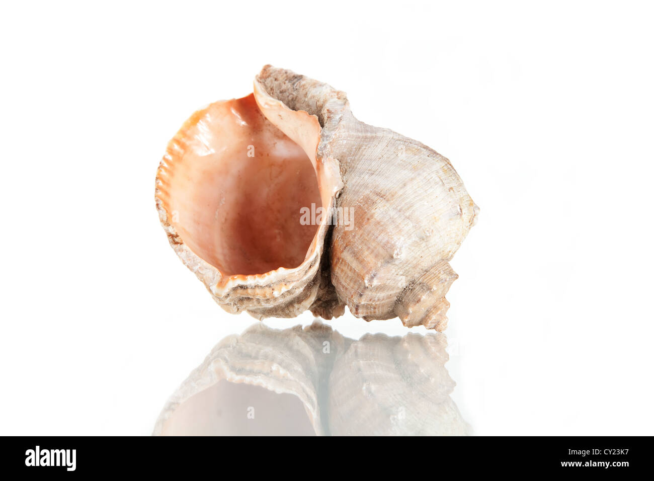 Big cockleshell, studio shot isolated on white background Stock Photo ...