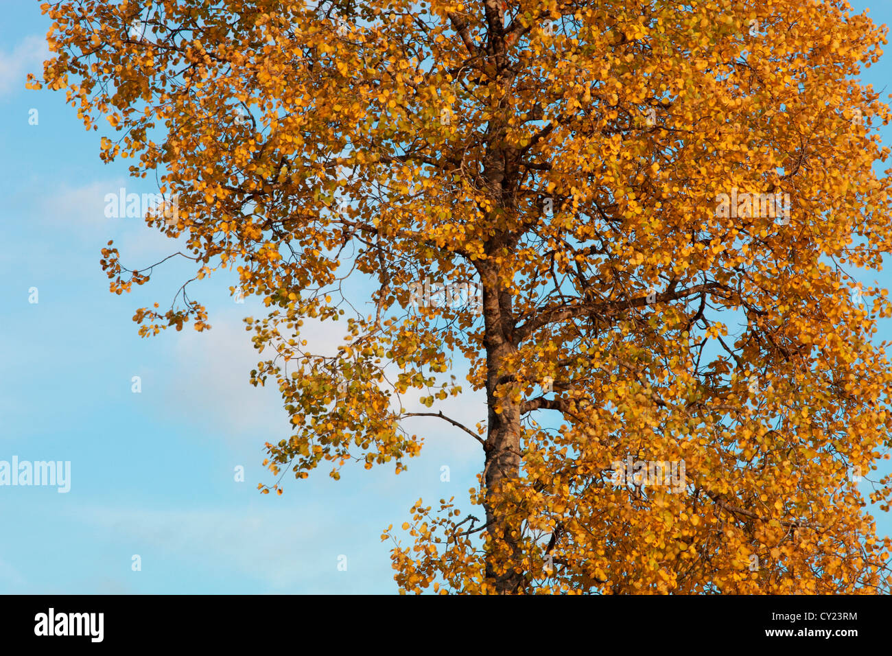 Birch tree and fall color hi-res stock photography and images - Alamy