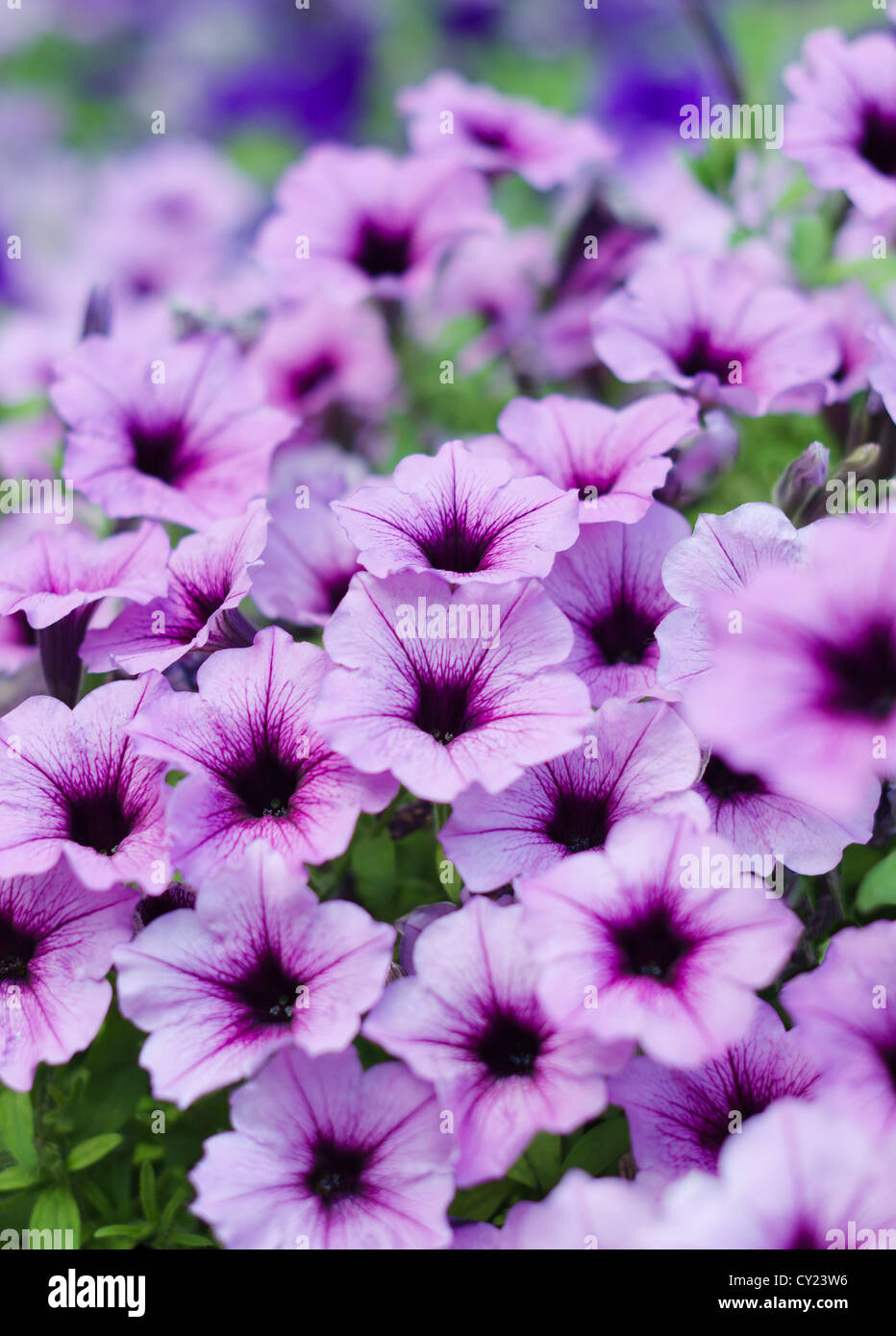 Background Surfinia petunia Stock Photo - Alamy