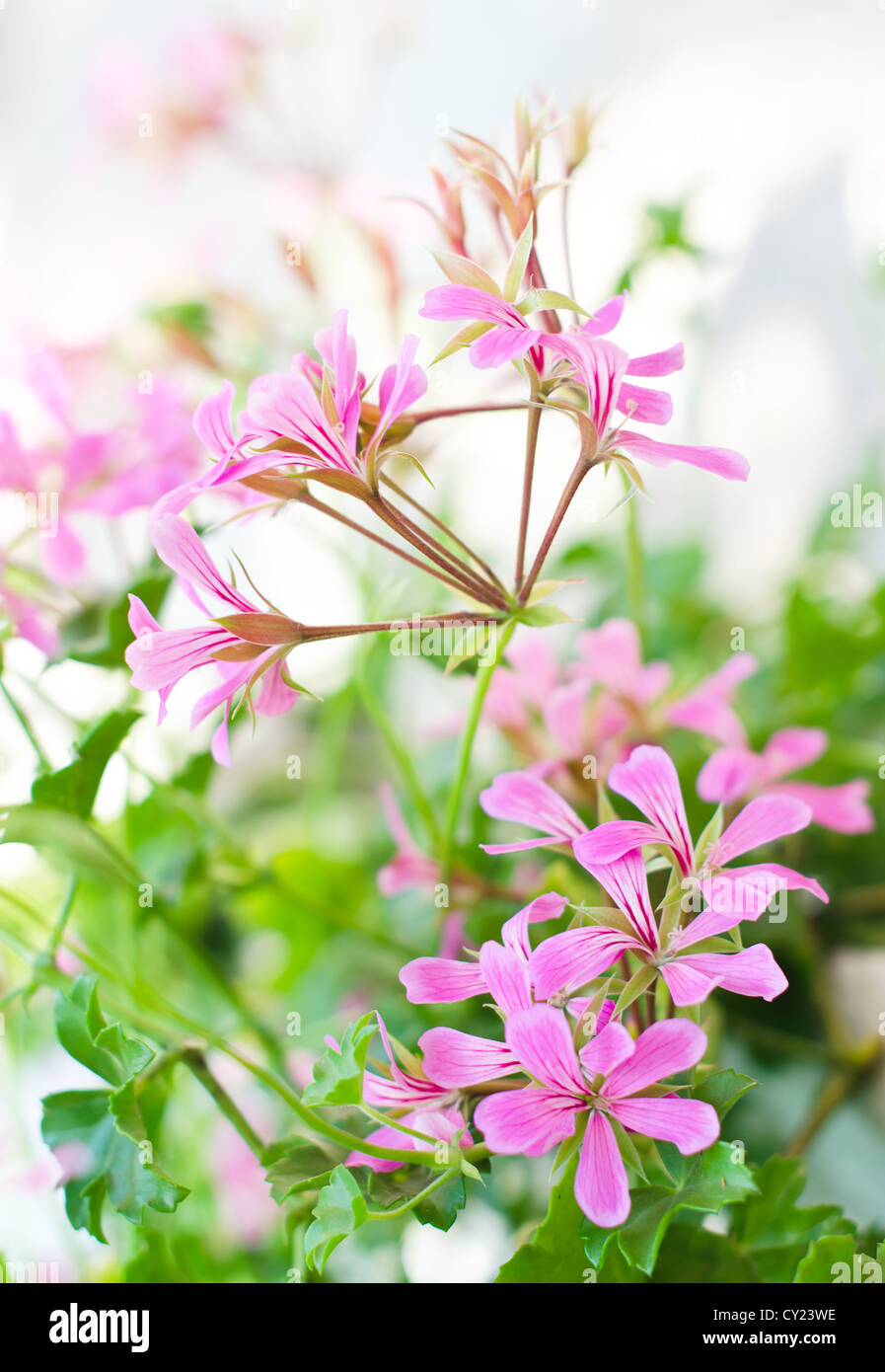 Pelargonium peltatum hi-res stock photography and images - Alamy