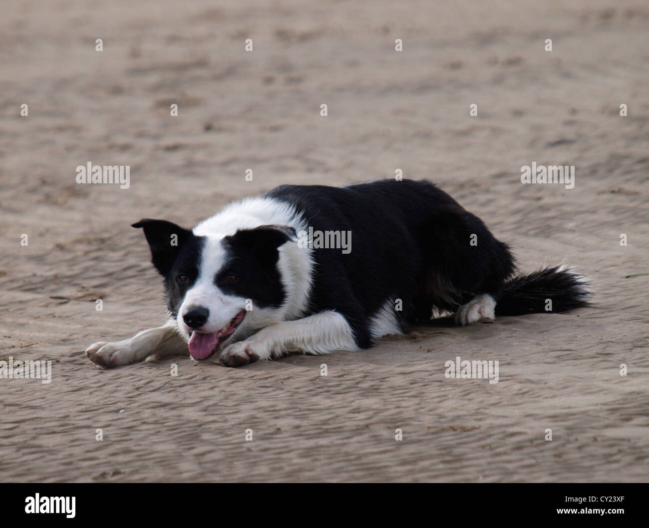 Border Collie sheepdog on the beach, Devon, UK Stock Photo - Alamy