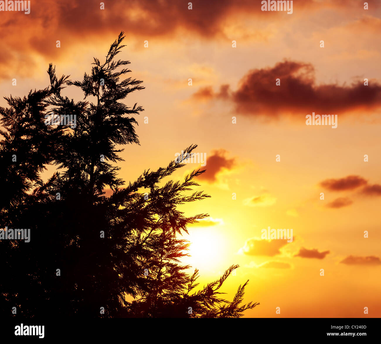 Photo of spruce tree silhouette over beautiful orange sunset, evergreen ...