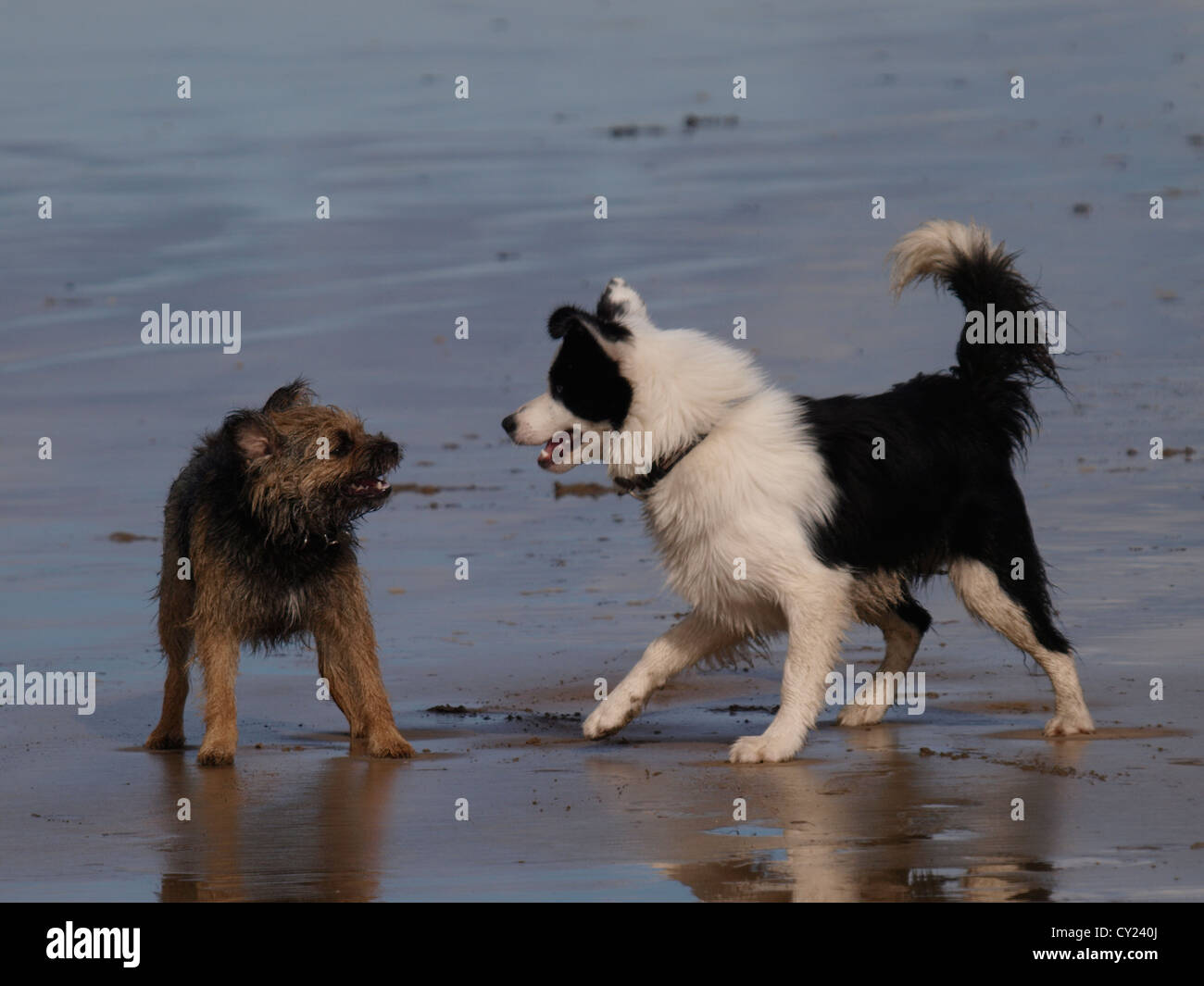 Two dogs meeting at the beach, Devon, UK Stock Photo - Alamy