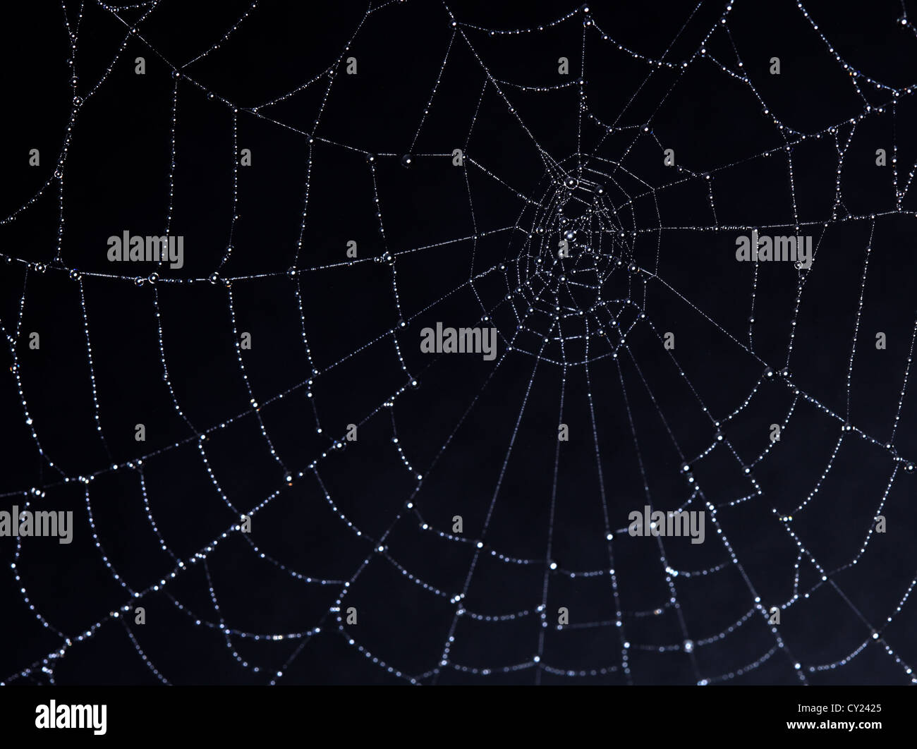 Cobweb strand hi-res stock photography and images - Alamy