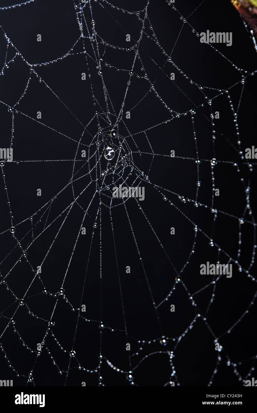 Cobweb strand hi-res stock photography and images - Alamy