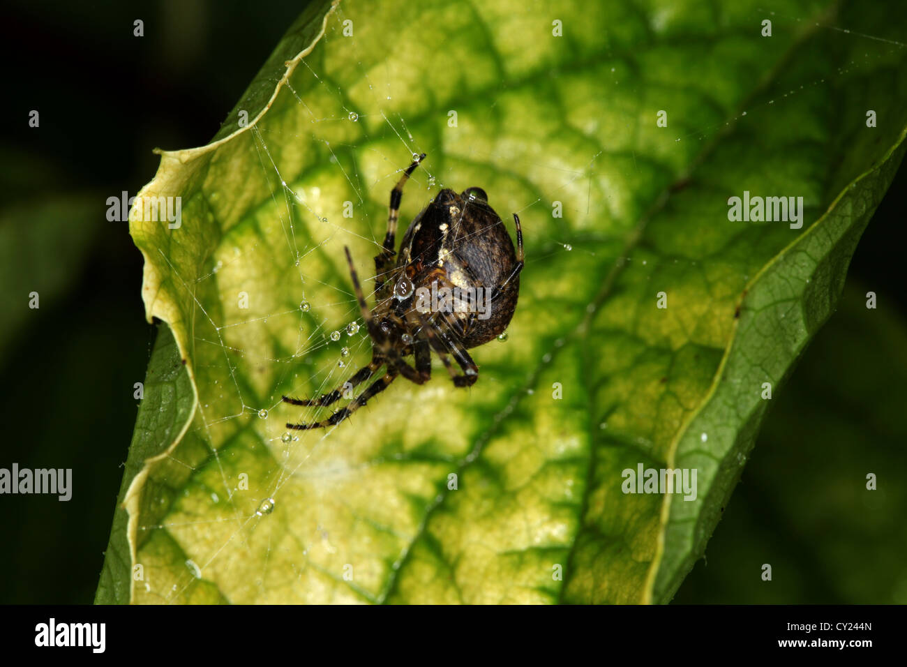 Web strand hi-res stock photography and images - Alamy