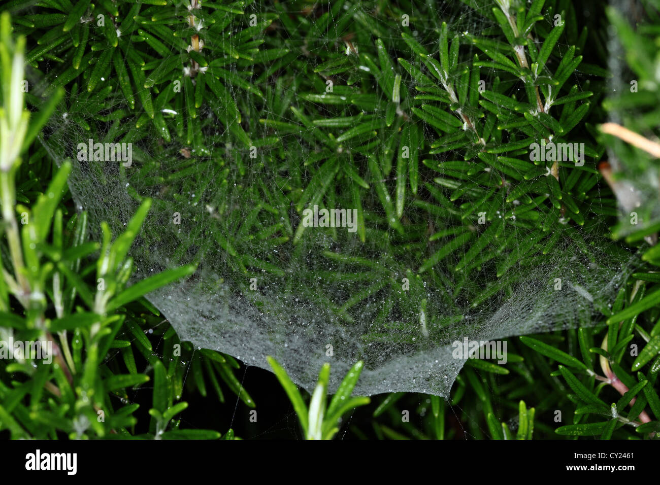 Cobweb strand hi-res stock photography and images - Alamy