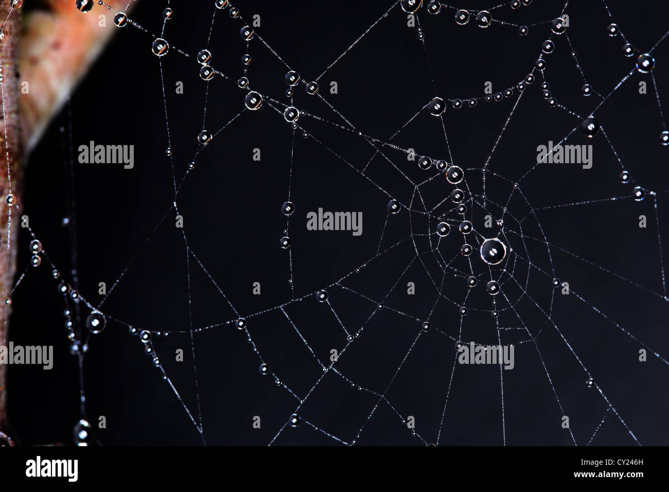 Cobweb strand hi-res stock photography and images - Alamy