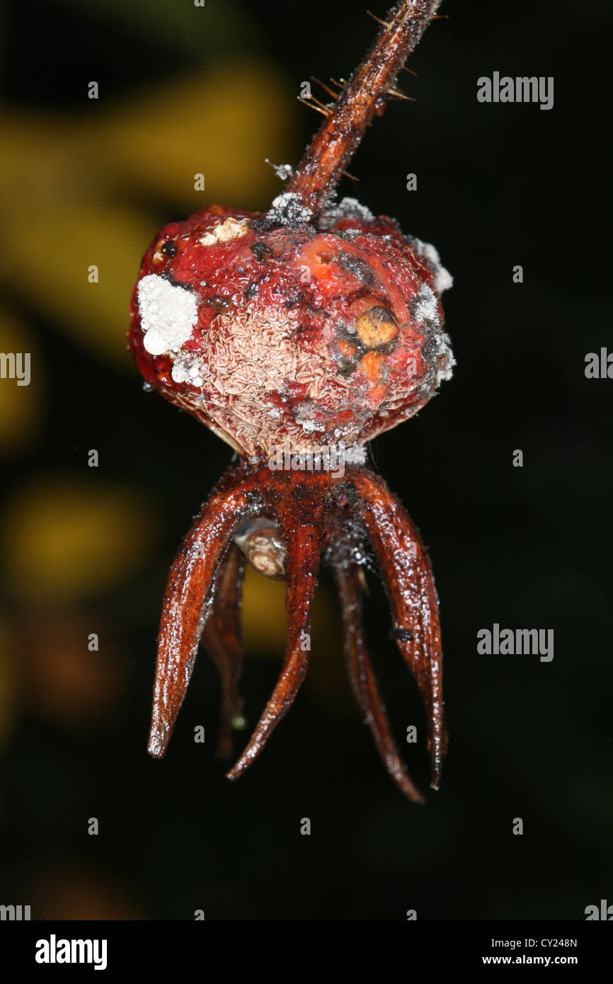 Rotting rose hip Stock Photo - Alamy