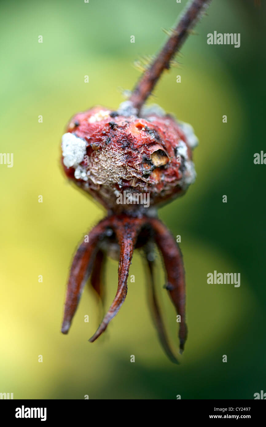 Prune roses autumn hi-res stock photography and images - Alamy