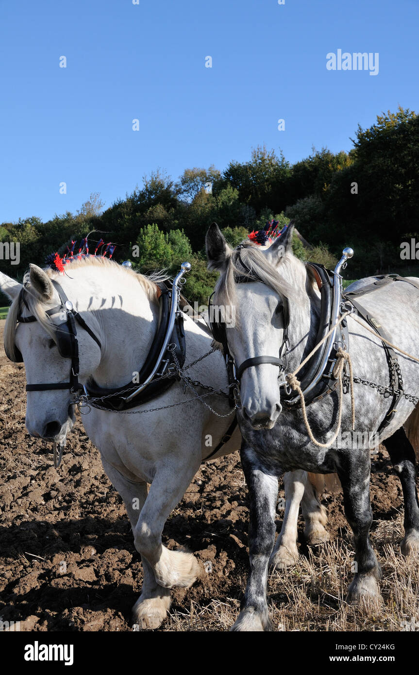 Gray Percheron
