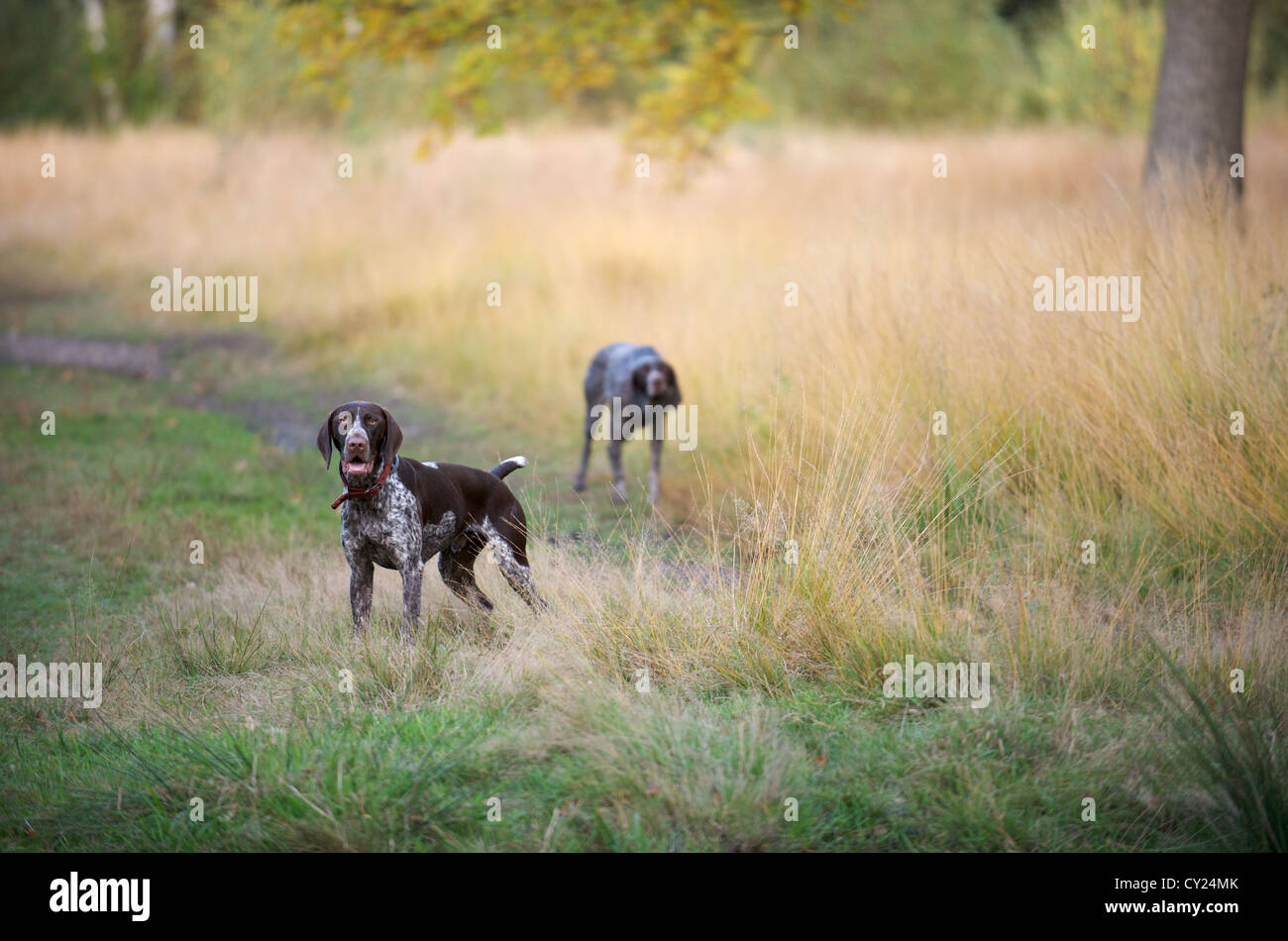 Two German Shorthaired Pointers on patrol Stock Photo - Alamy