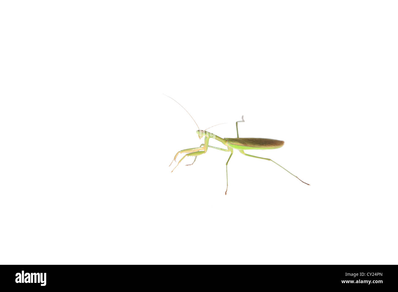 Praying mantis white background hi-res stock photography and images - Alamy