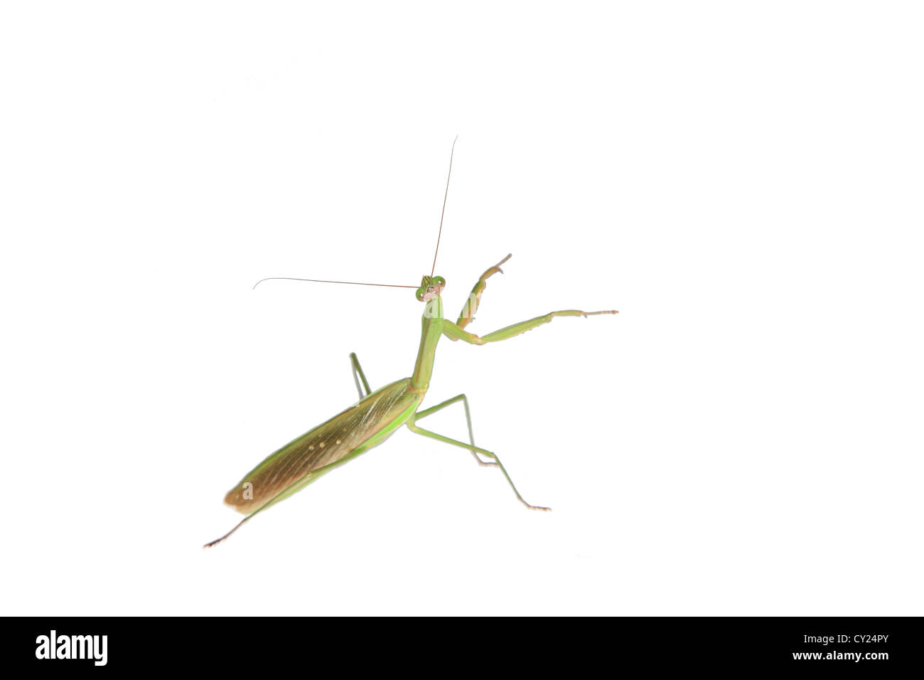 Praying mantis white background hi-res stock photography and images - Alamy