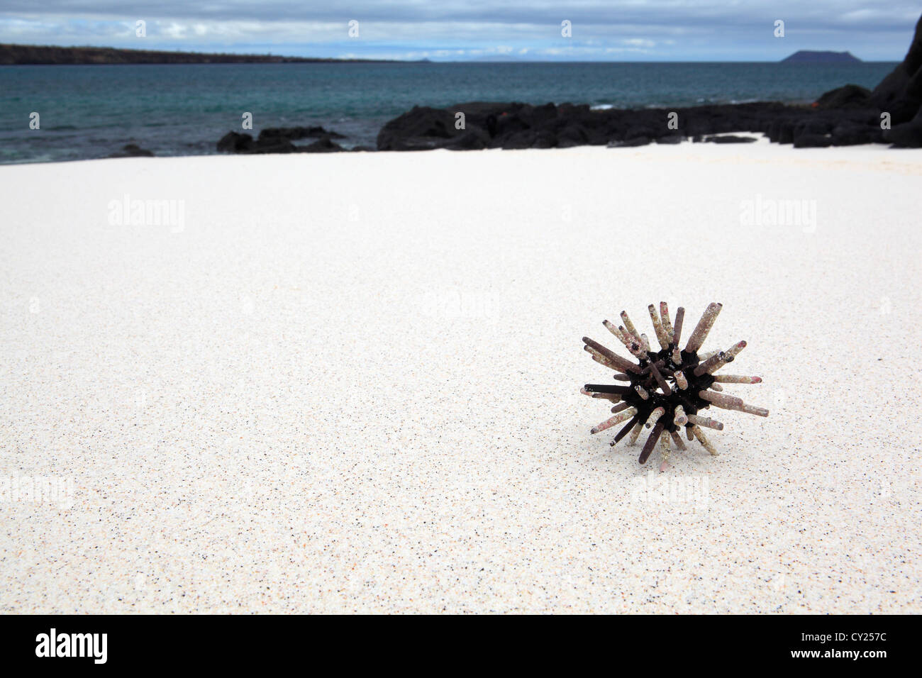 Dead Sea Urchin High Resolution Stock Photography and Images - Alamy