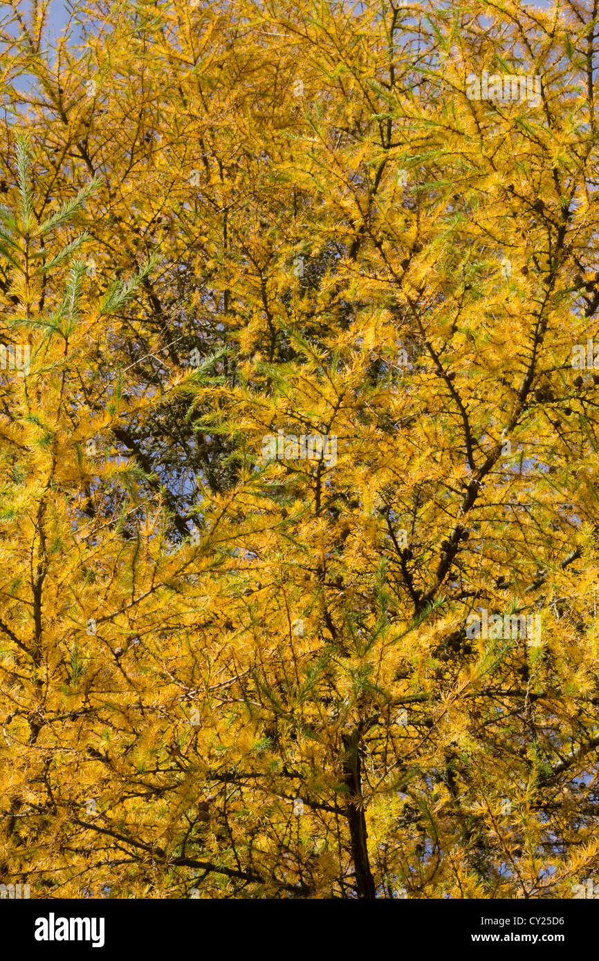 Golden yellow tree in autumn hi-res stock photography and images - Alamy