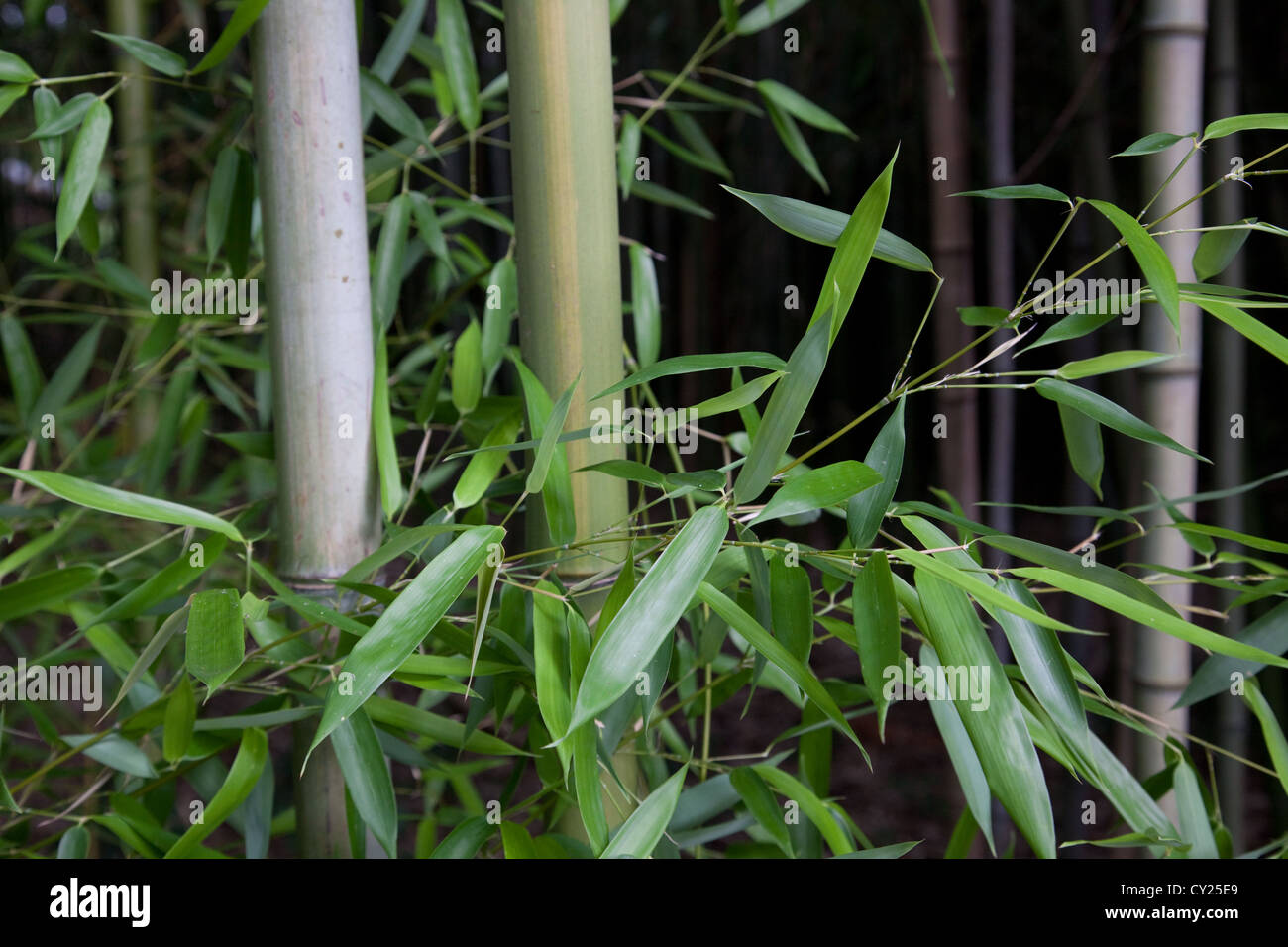 Bamboo pattern and texture for background Stock Photo - Alamy