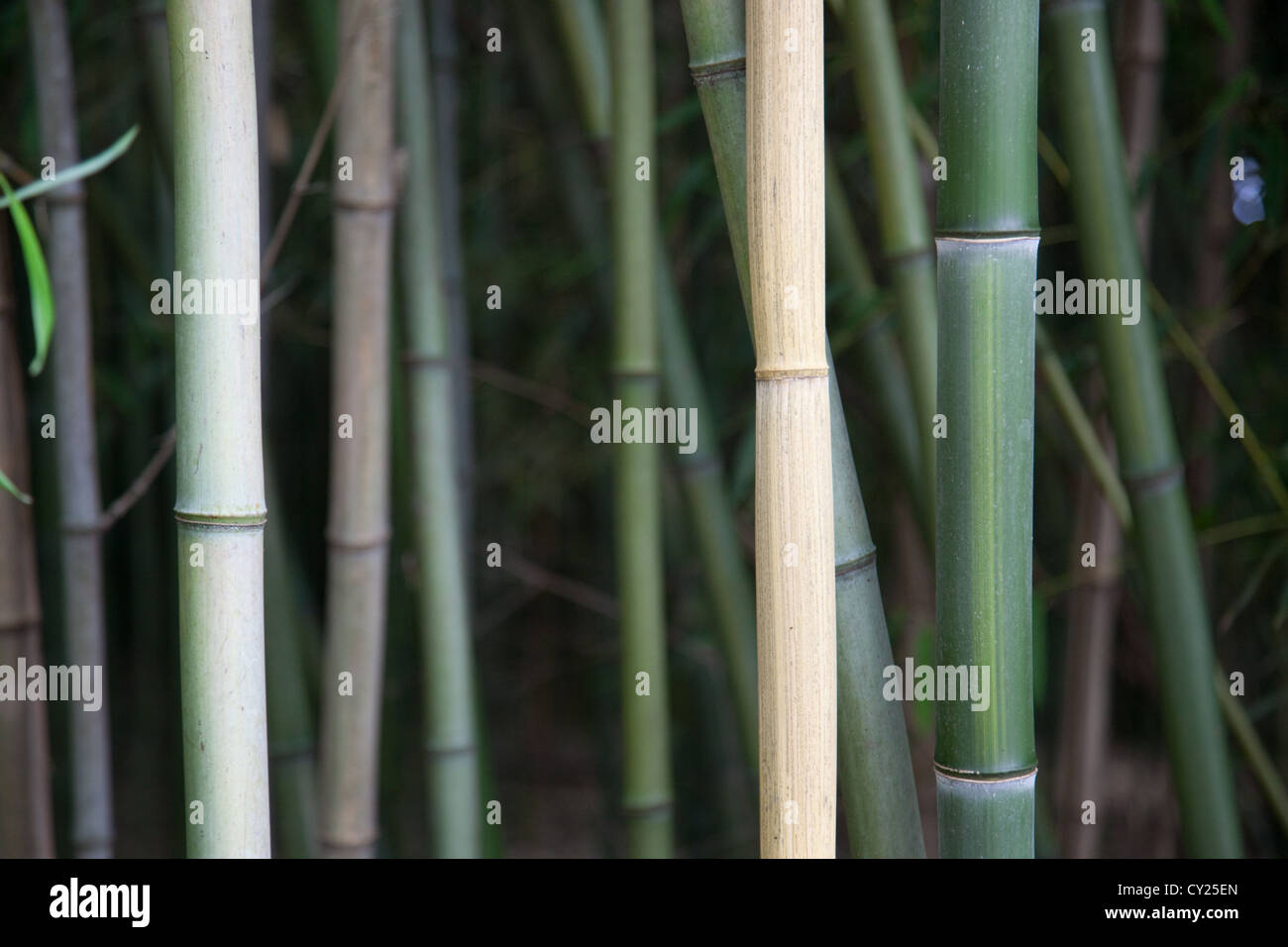 Bamboo pattern and texture Stock Photo - Alamy