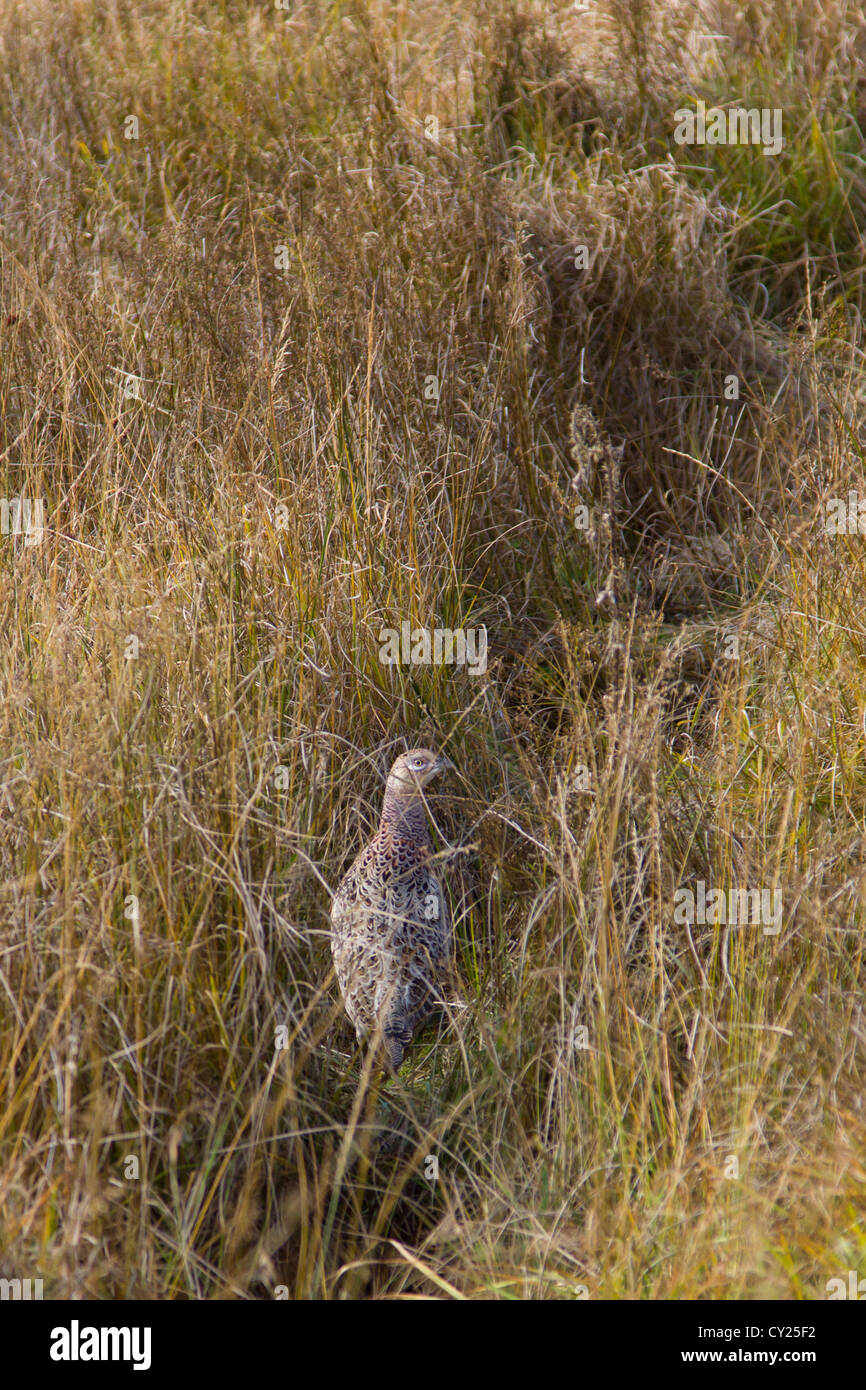 A hen pheasant hiding in long autumnal grass Stock Photo - Alamy