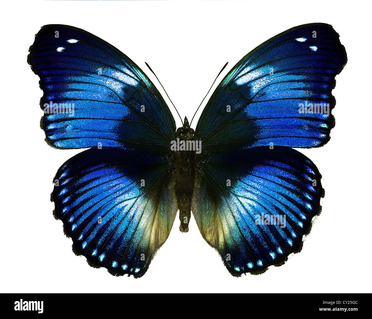 Hypolimnas salmacis, a blue african butterfly isolated on white ...