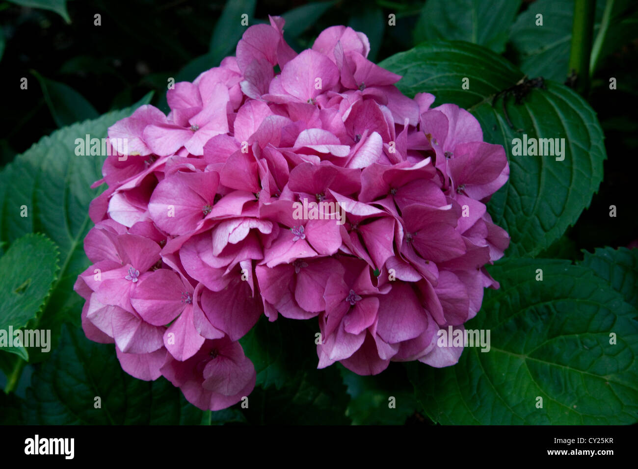 Flower outside hi-res stock photography and images - Alamy