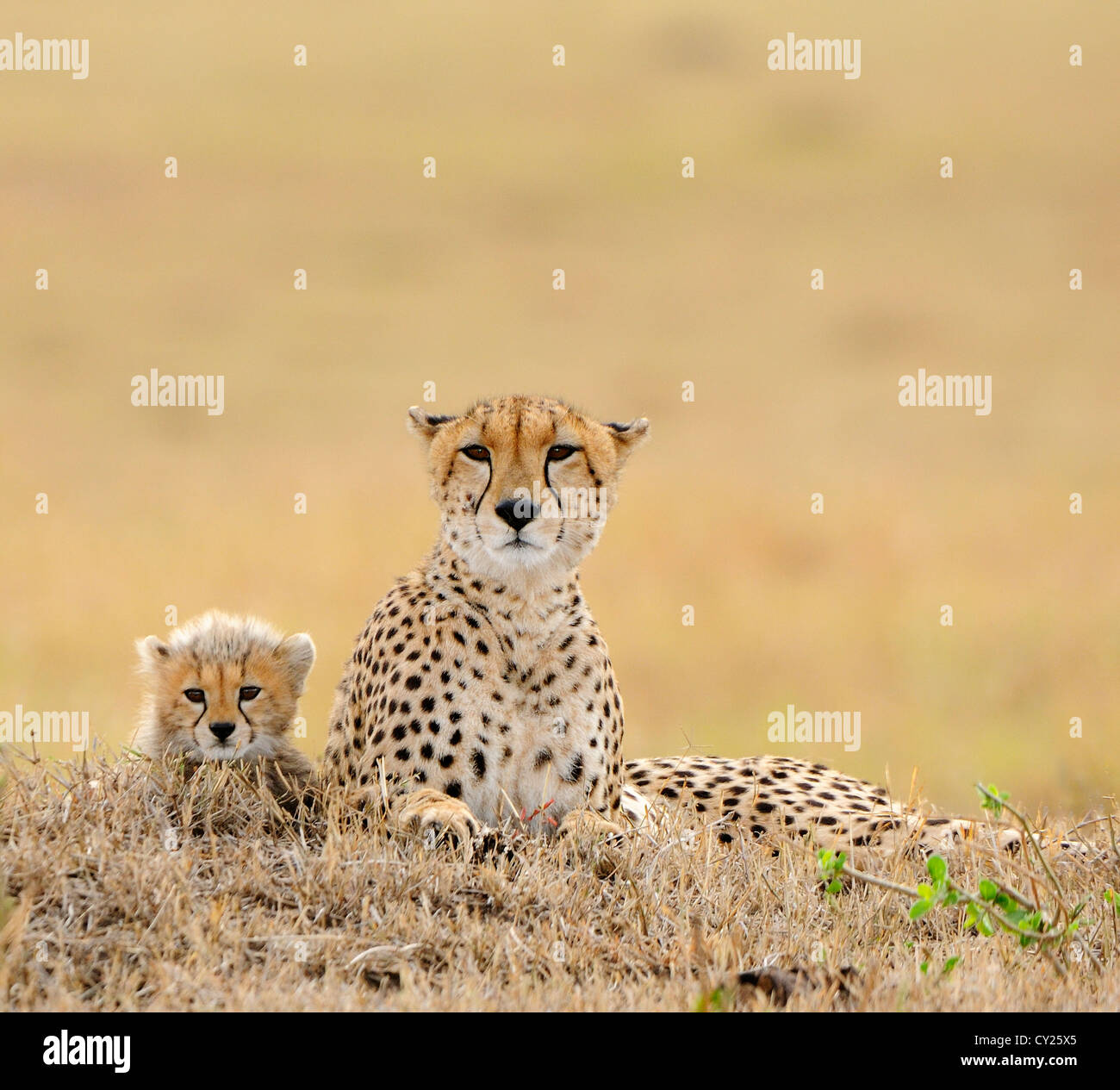 Cheetah cub bonding hi-res stock photography and images - Alamy