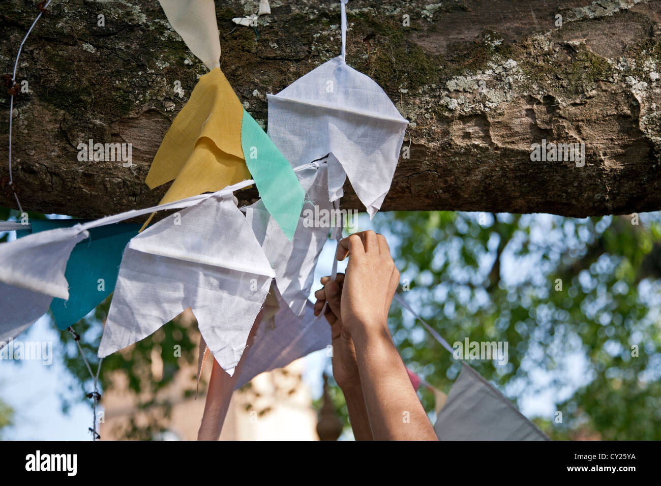Devotee hanging a prayer flag (Buddhist ritual). The sacred Bodhi tree ...
