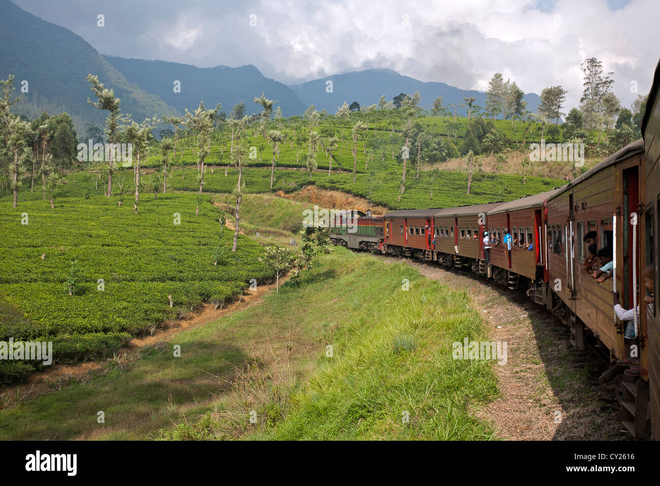 Train crossing a tea plantation. Colombo-Badulla line. Sri Lanka Stock ...