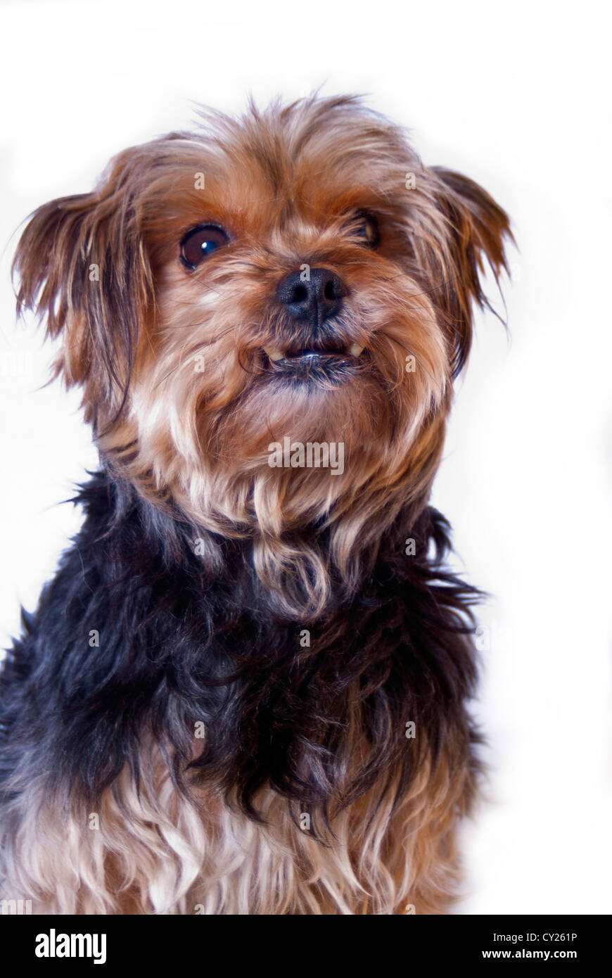 Portrait of a Yorkshire Terrier Stock Photo - Alamy