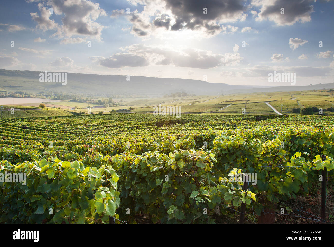Champagne Landscape High Resolution Stock Photography and Images - Alamy
