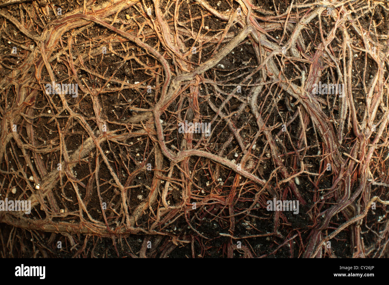 Roots of a flower closeup Stock Photo - Alamy