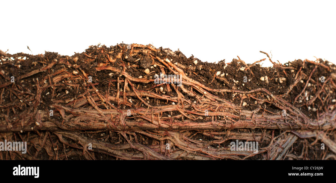 Closeup isolated roots of a flower Stock Photo - Alamy