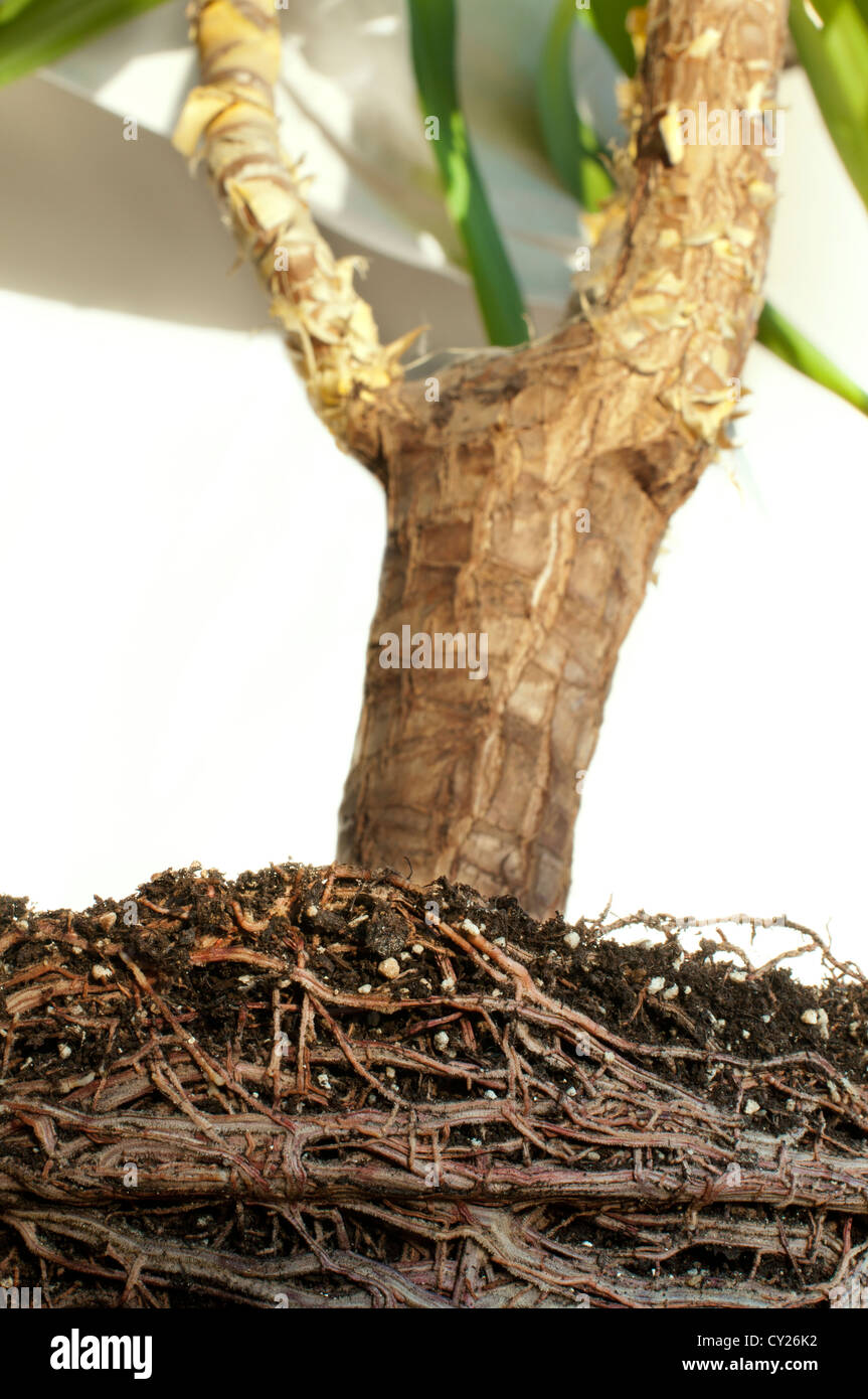 Roots of a flower closeup Stock Photo - Alamy