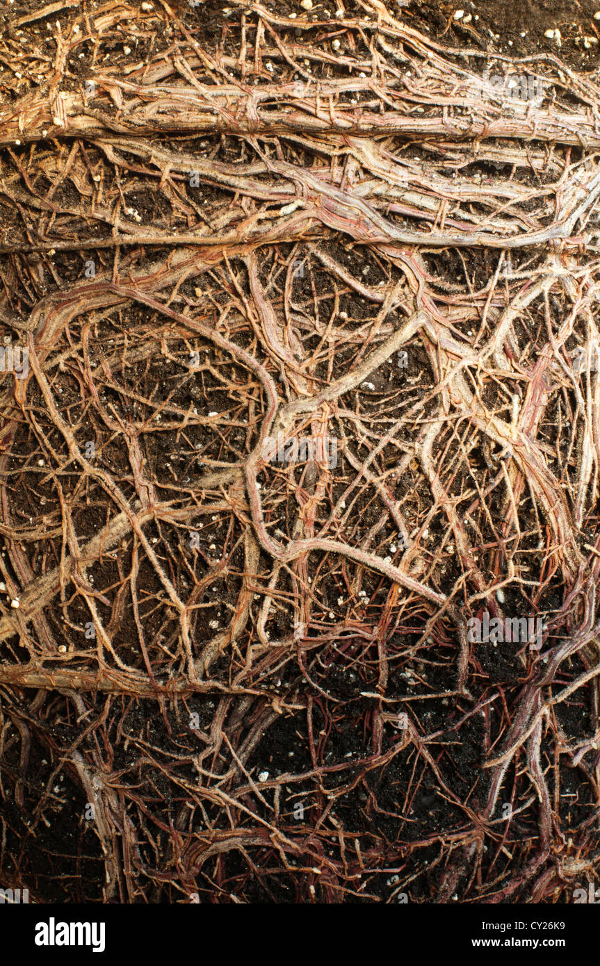 Roots of a flower closeup Stock Photo - Alamy