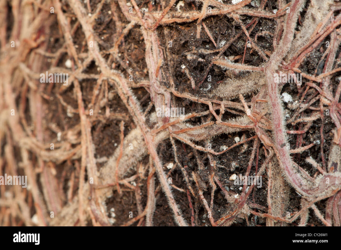 Roots of a flower closeup Stock Photo - Alamy