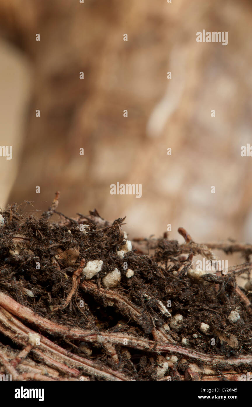 Flower and root system hi-res stock photography and images - Alamy