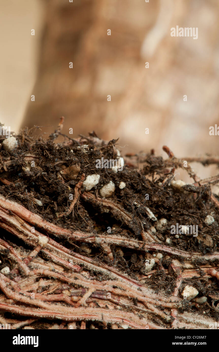 Roots of a flower closeup Stock Photo - Alamy
