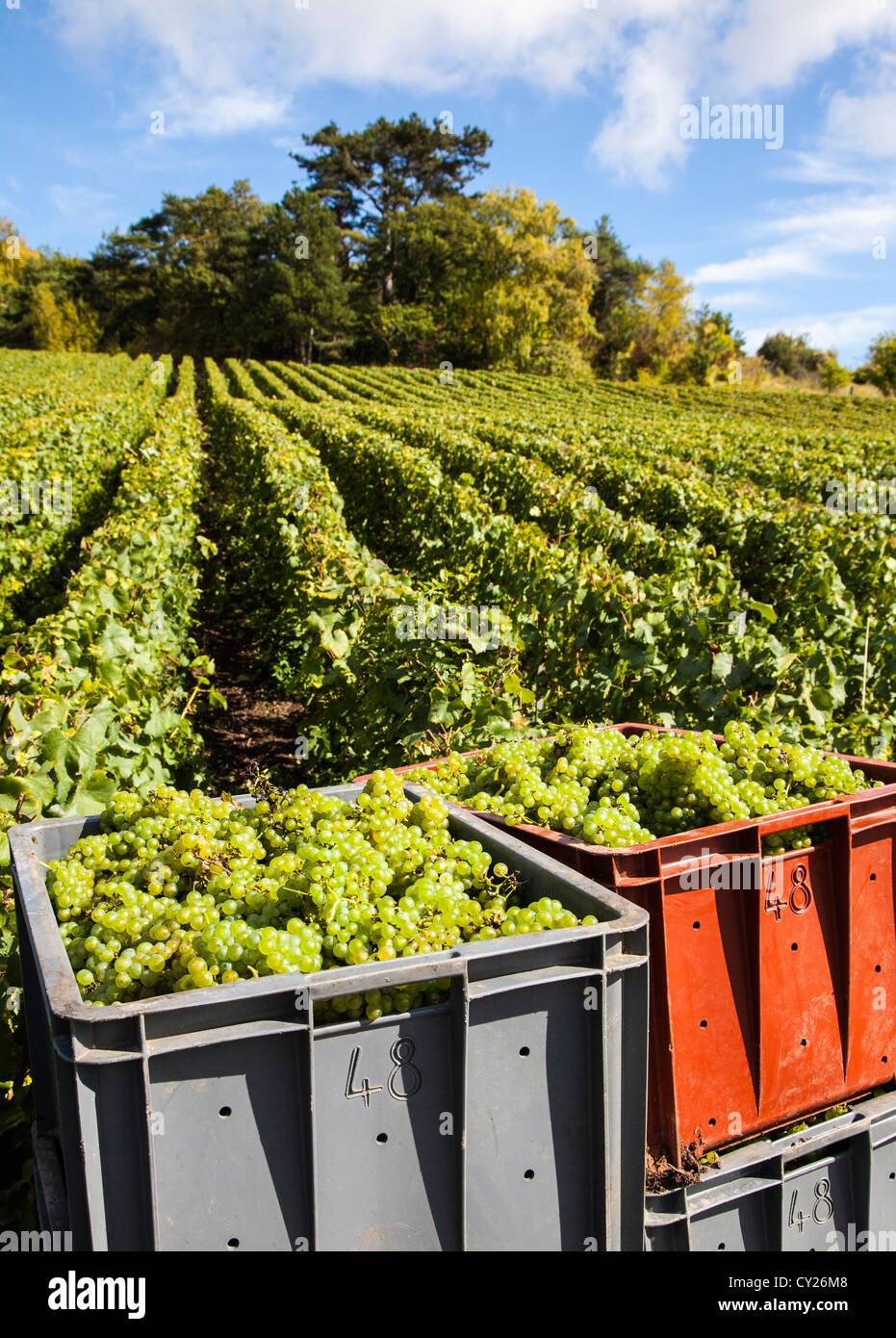 Grapes harvest france hi-res stock photography and images - Alamy
