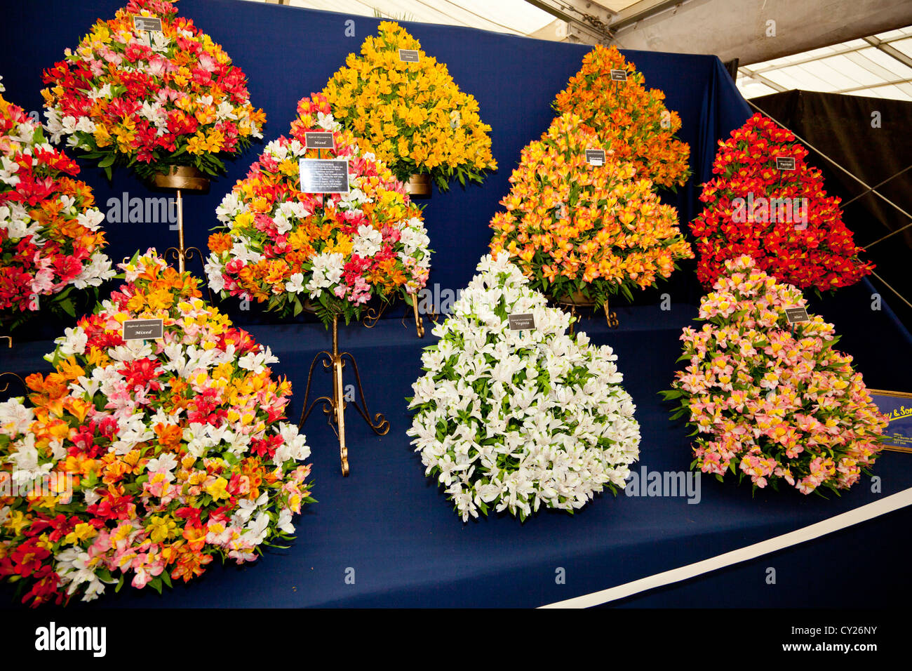 Colourful alstroemeria (day lilies) flower display in the Floral Tent ...