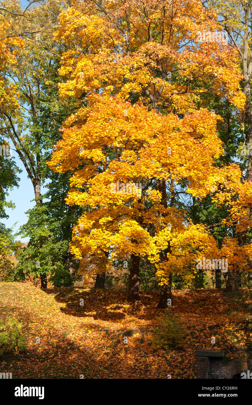 Autumn gold leaves Stock Photo - Alamy