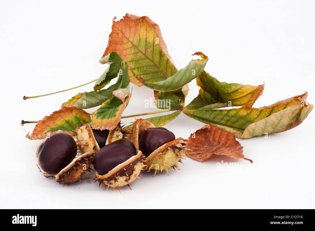 Chestnuts with shell white isolated Stock Photo - Alamy