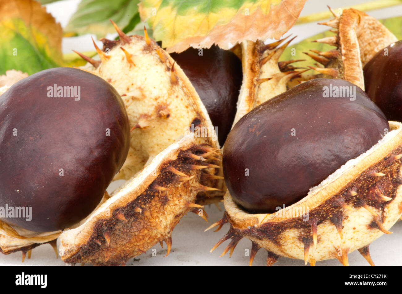 Chestnuts with shell white isolated Stock Photo - Alamy