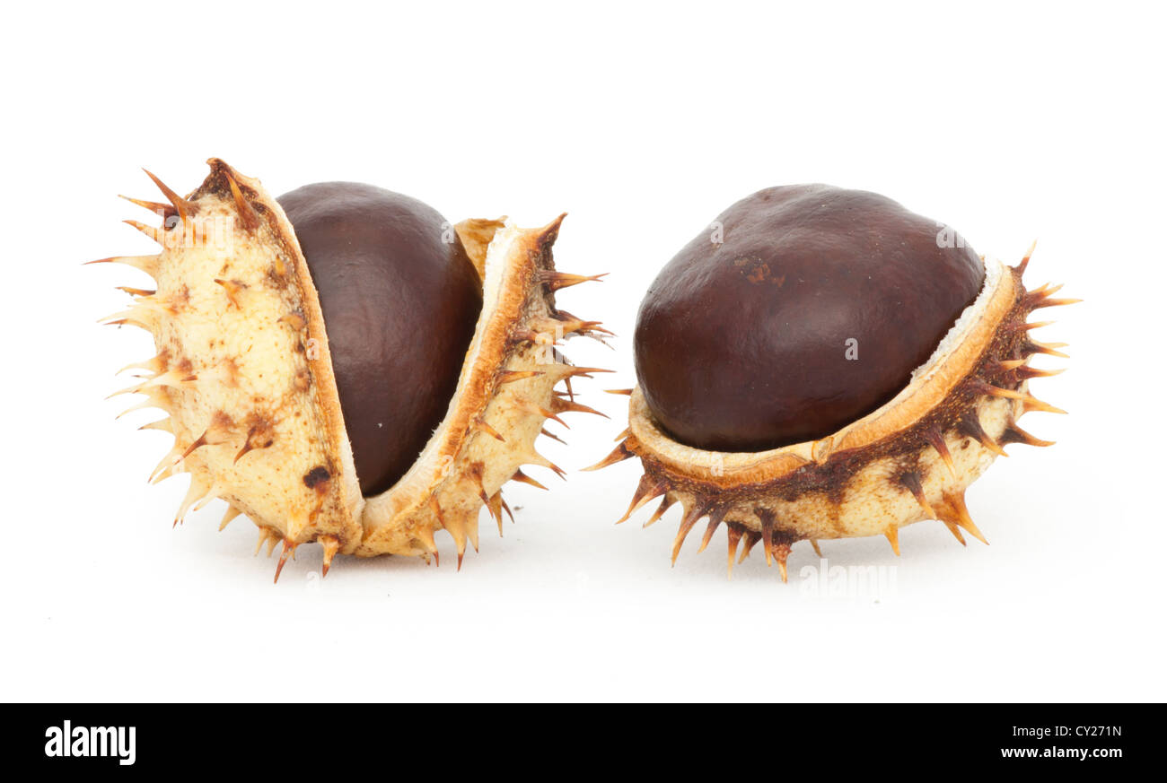 Chestnuts with shell white isolated Stock Photo - Alamy